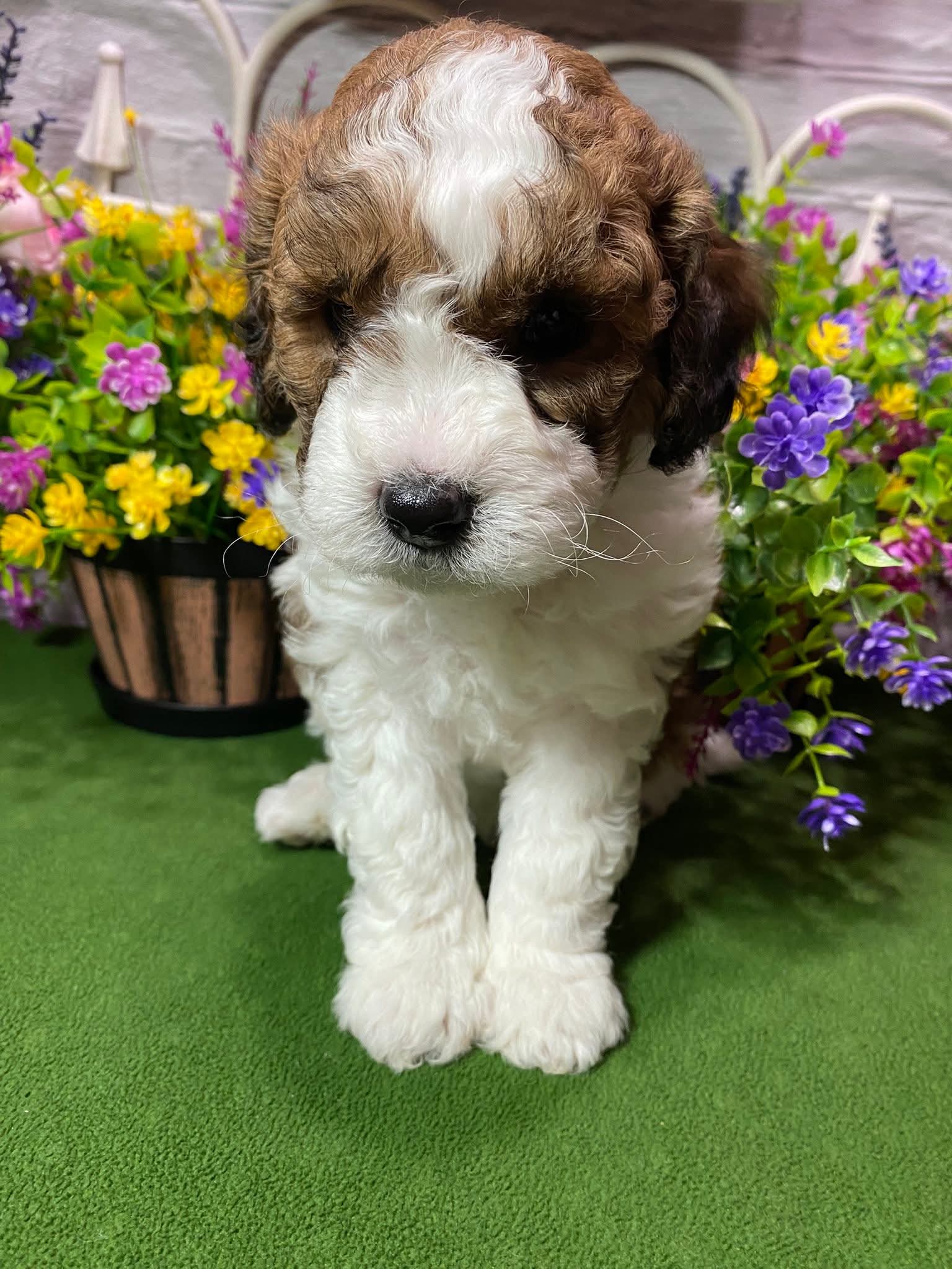 Available Now – Georgia Mini Goldendoodles