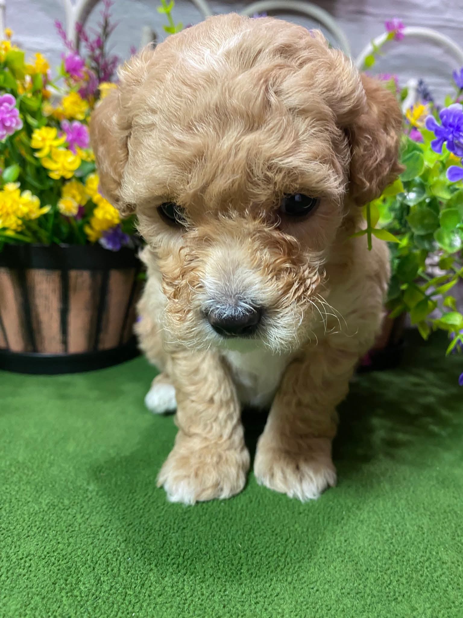 Available Now – Georgia Mini Goldendoodles