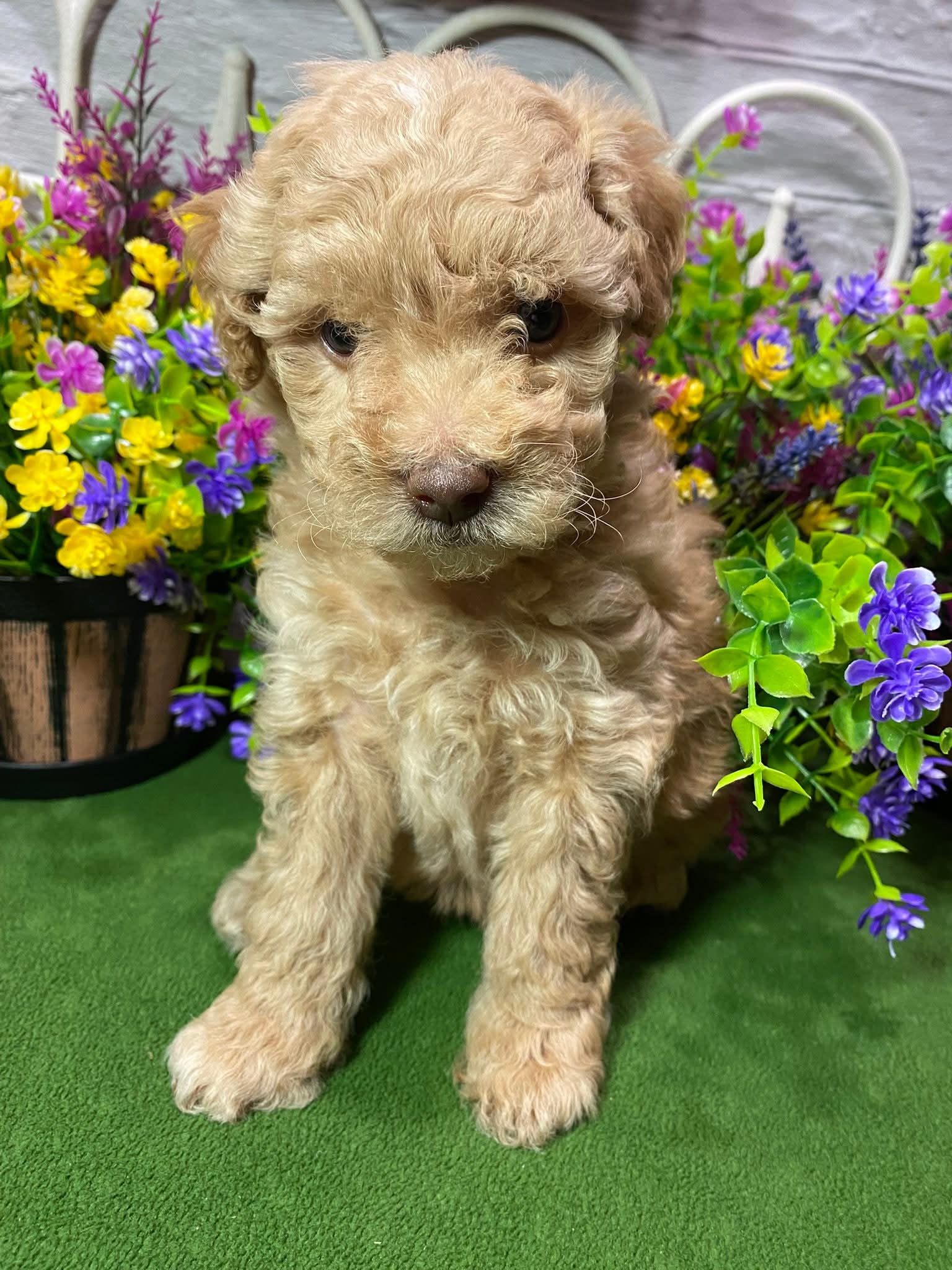 Available Now – Georgia Mini Goldendoodles